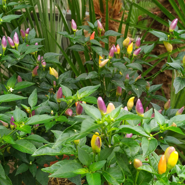 Chilli - Numex Twilight - 20 seeds – Small Garden Sowing