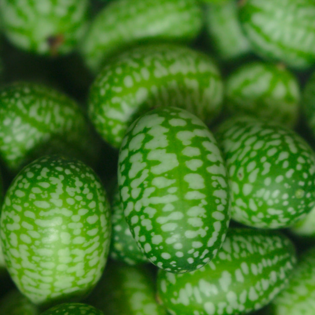 Cucamelon - 10 seeds – Small Garden Sowing